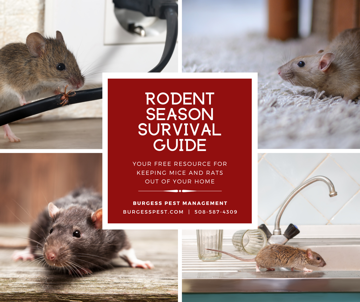 Free Rodent Season Survival Guide